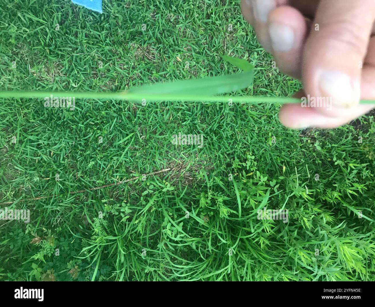 Dallis grass (Paspalum dilatatum Stock Photo - Alamy
