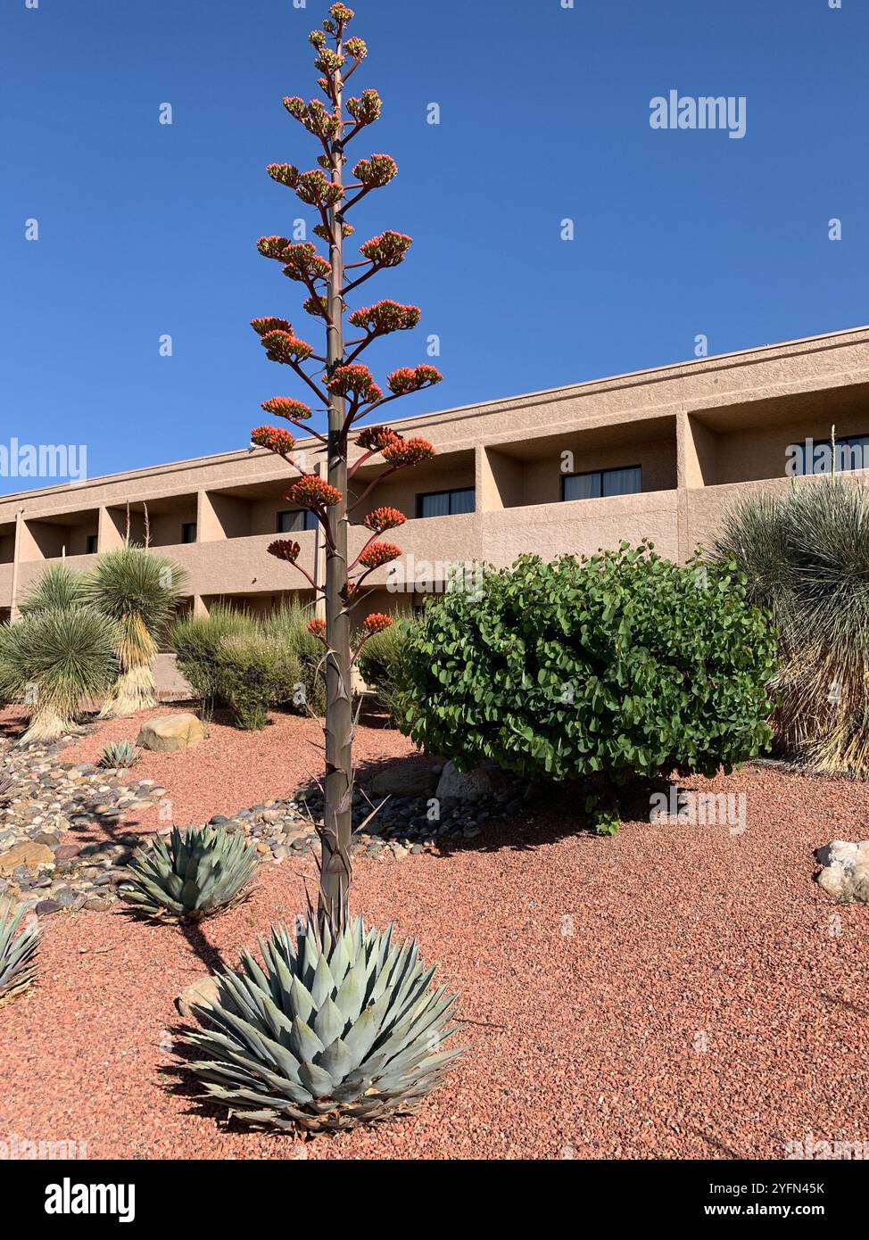 century plants (Agave Stock Photo - Alamy