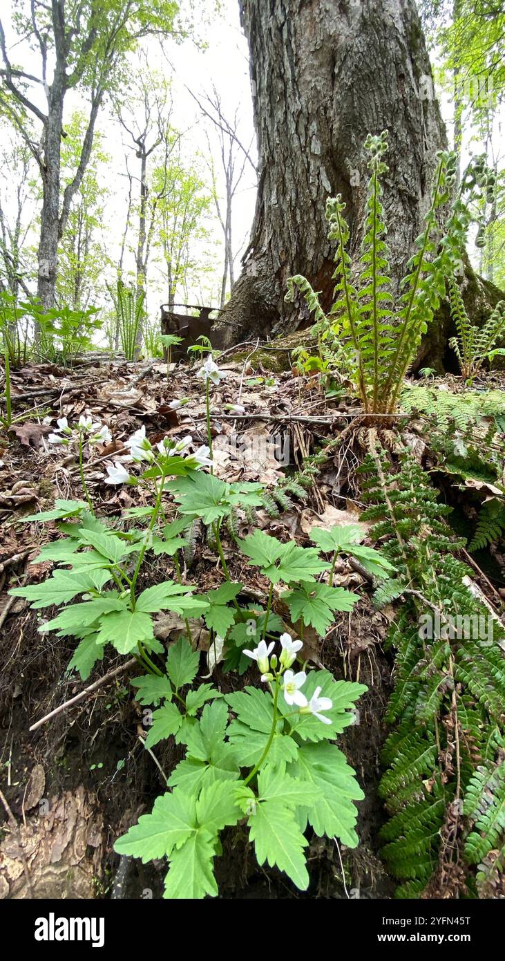 Two-leaved Toothwort (Cardamine diphylla Stock Photo - Alamy