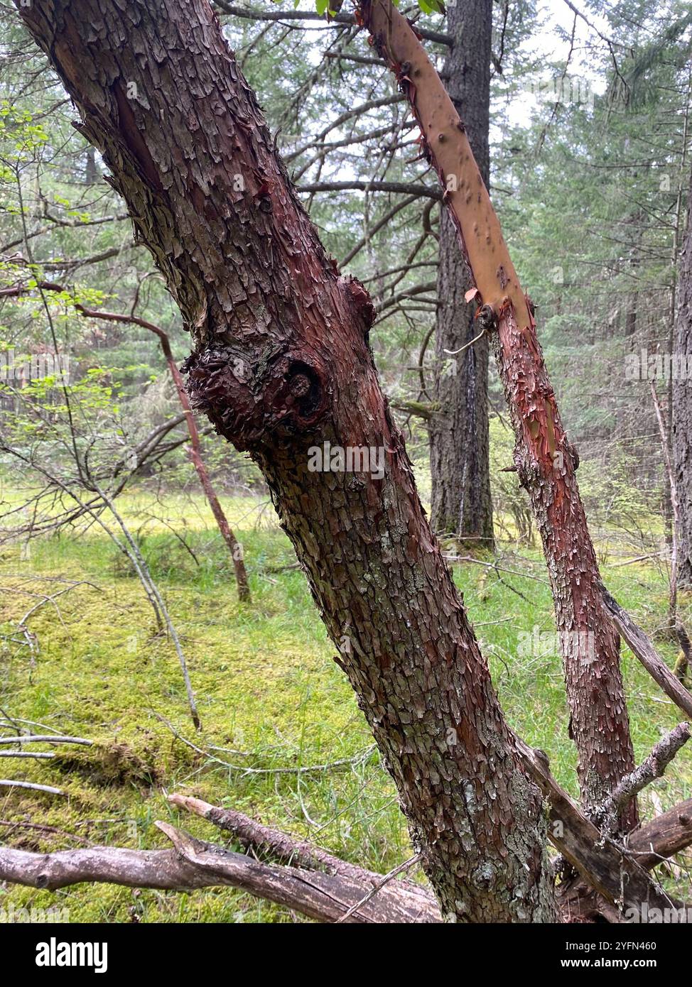 Pacific madrone (Arbutus menziesii Stock Photo - Alamy