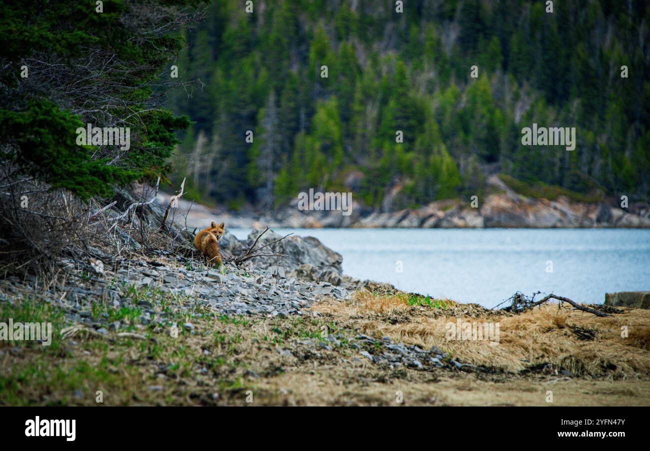 Fox renard hi-res stock photography and images - Alamy