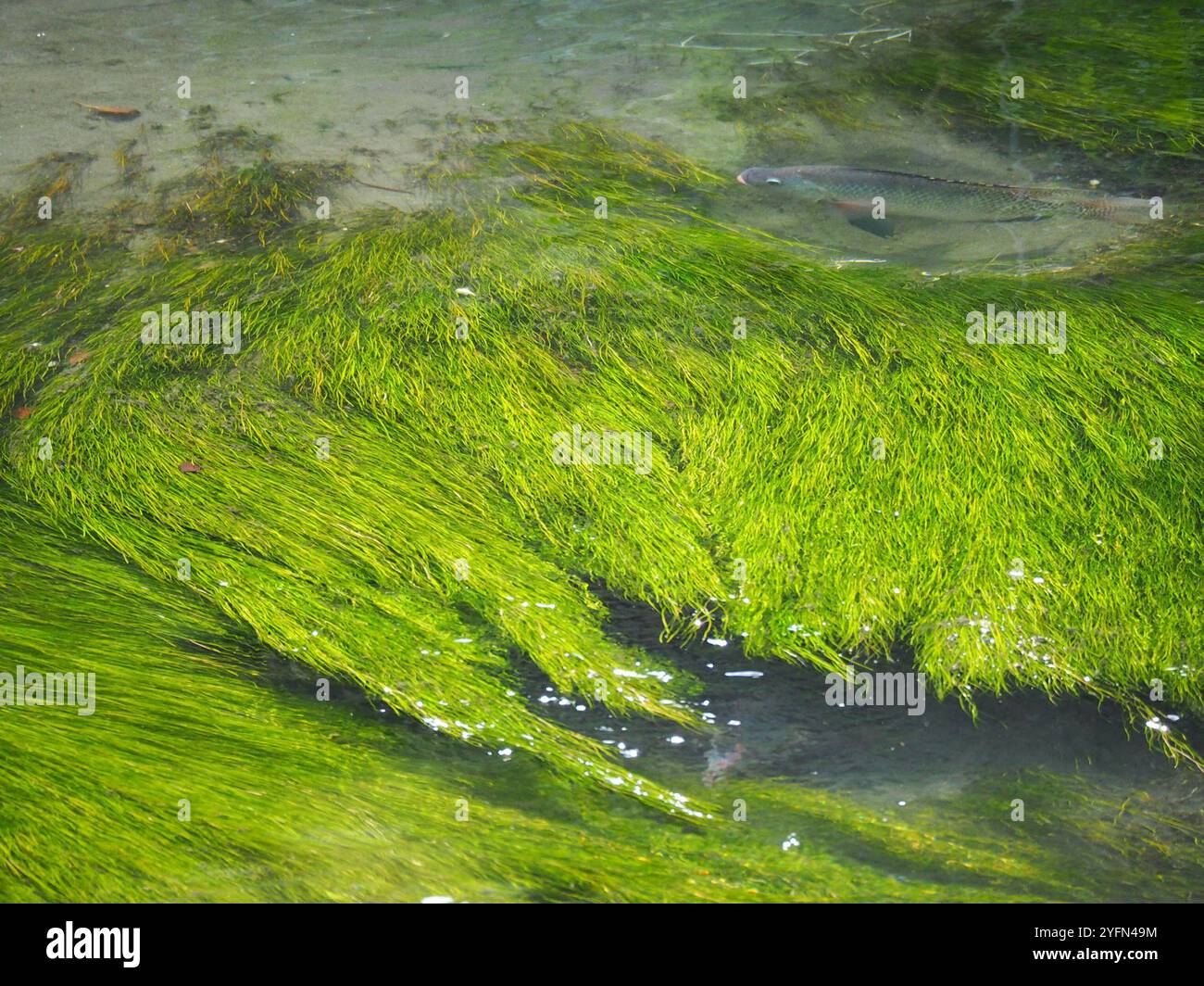 Fennel-leaf Pondweed (Stuckenia pectinata Stock Photo - Alamy