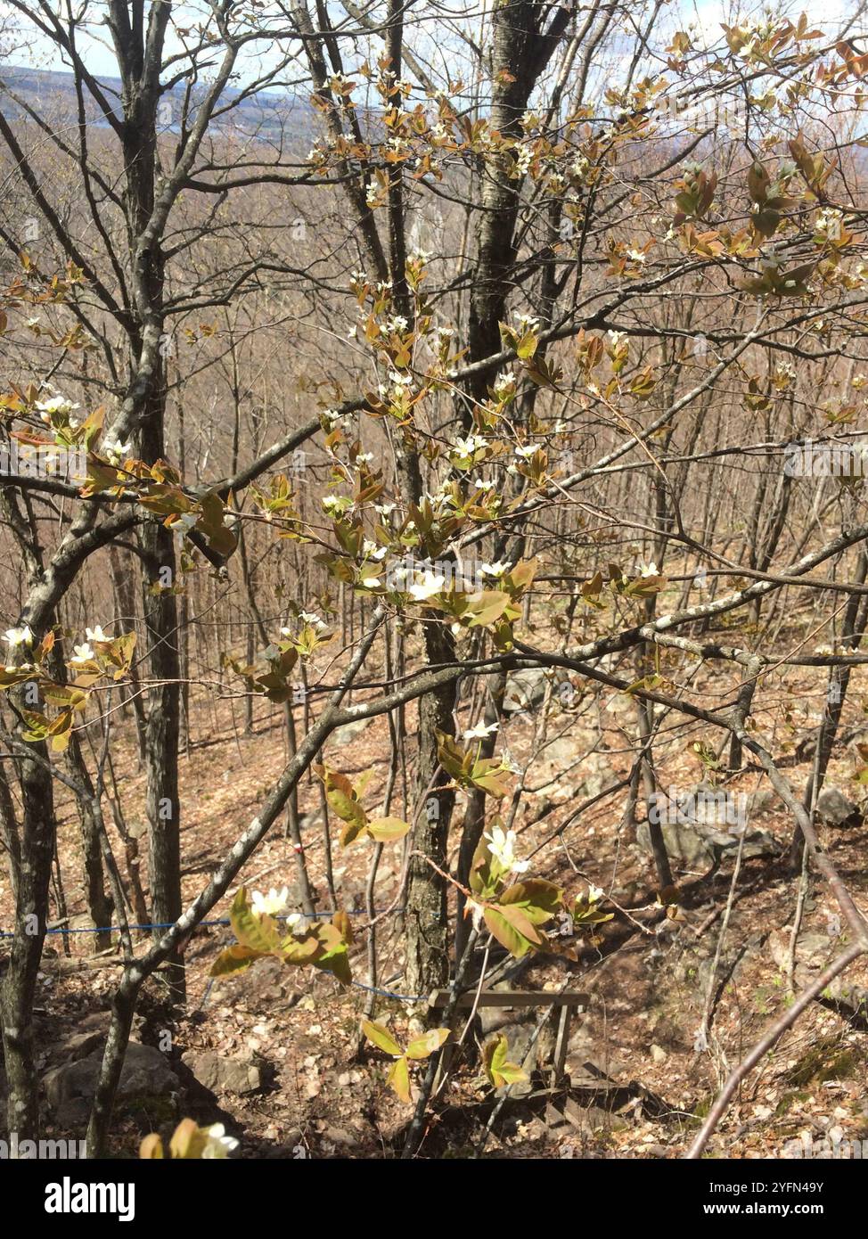 Bartram Shadbush (Amelanchier bartramiana Stock Photo - Alamy