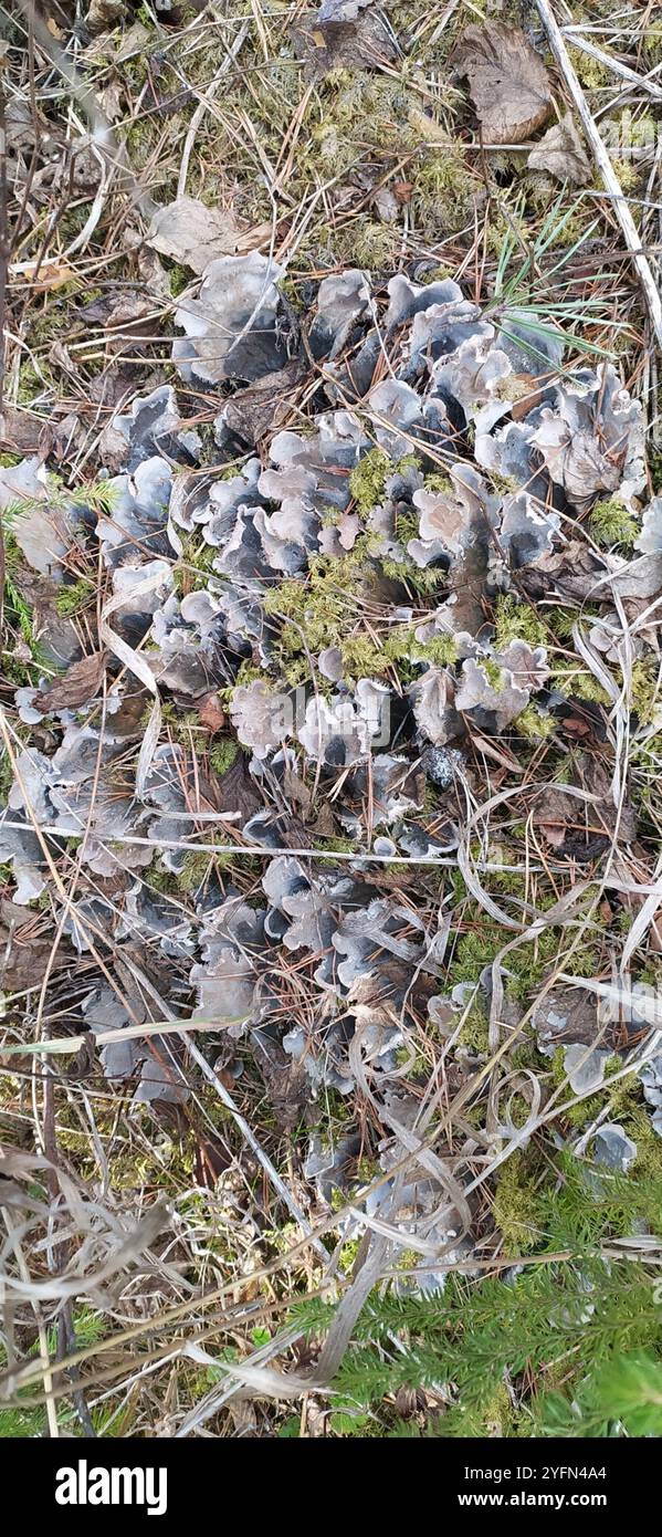 dog pelt lichen (Peltigera canina Stock Photo - Alamy