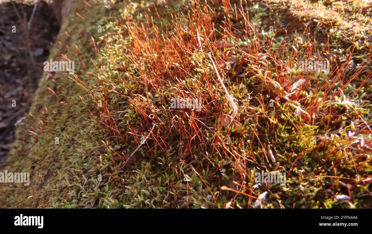 lesser smoothcap (Atrichum angustatum Stock Photo - Alamy