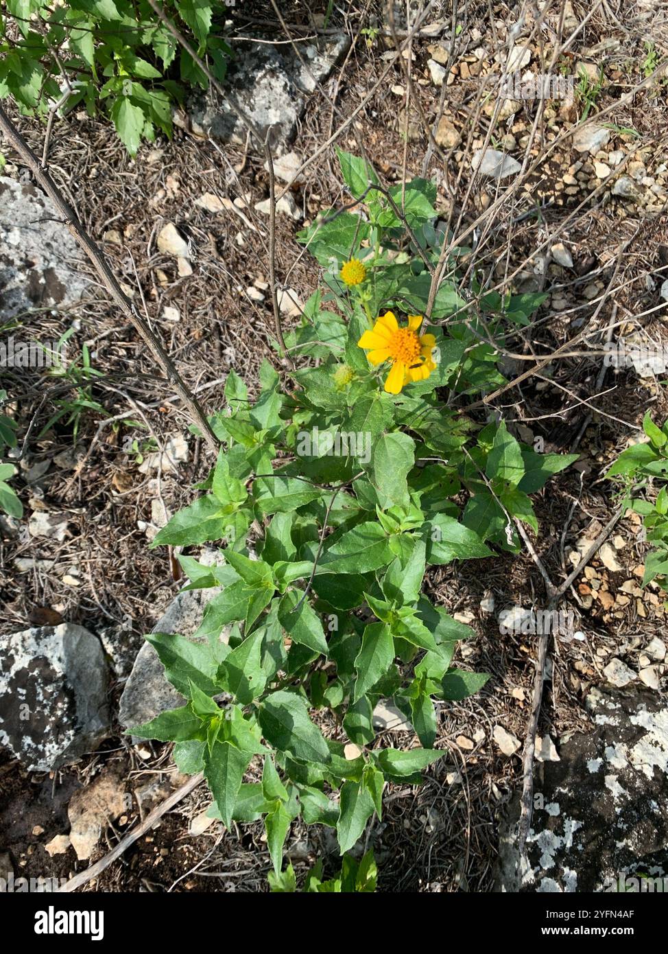 Toothleaf Goldeneye (Viguiera dentata Stock Photo - Alamy