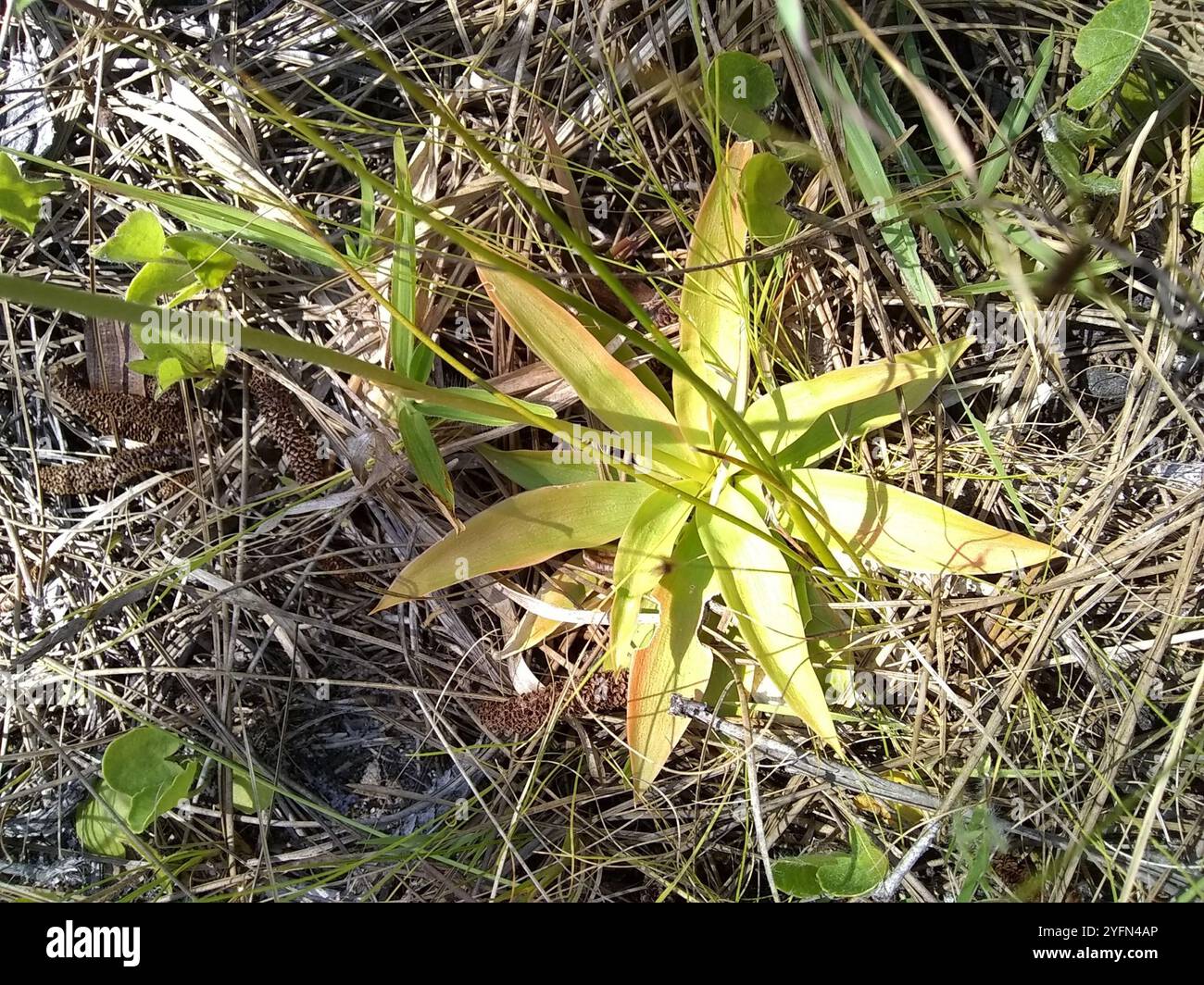 Aletris lutea hi-res stock photography and images - Alamy