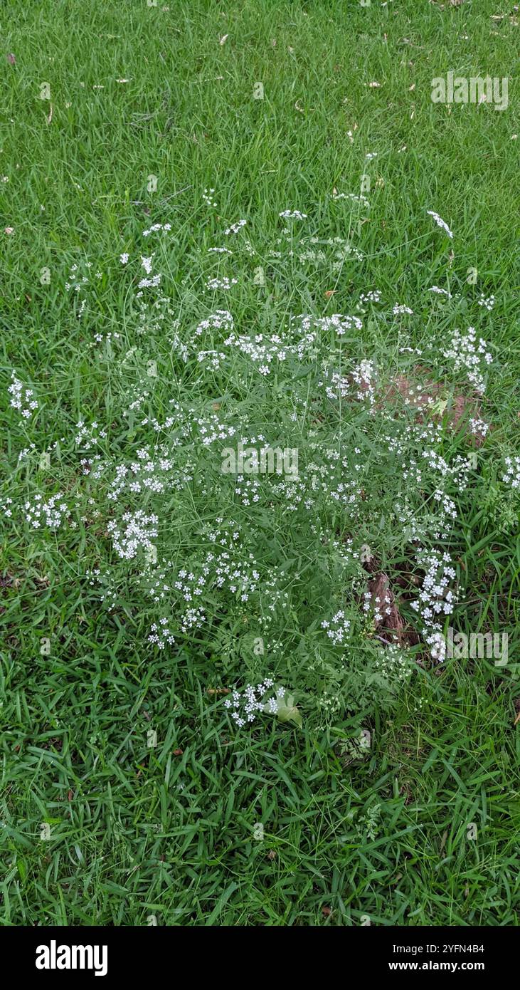 common hedge parsley (Torilis arvensis Stock Photo - Alamy