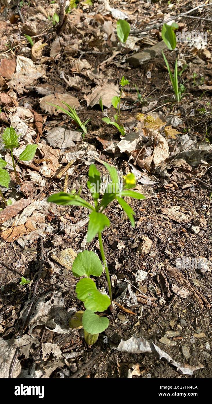 small-flowered buttercup (Ranunculus abortivus Stock Photo - Alamy