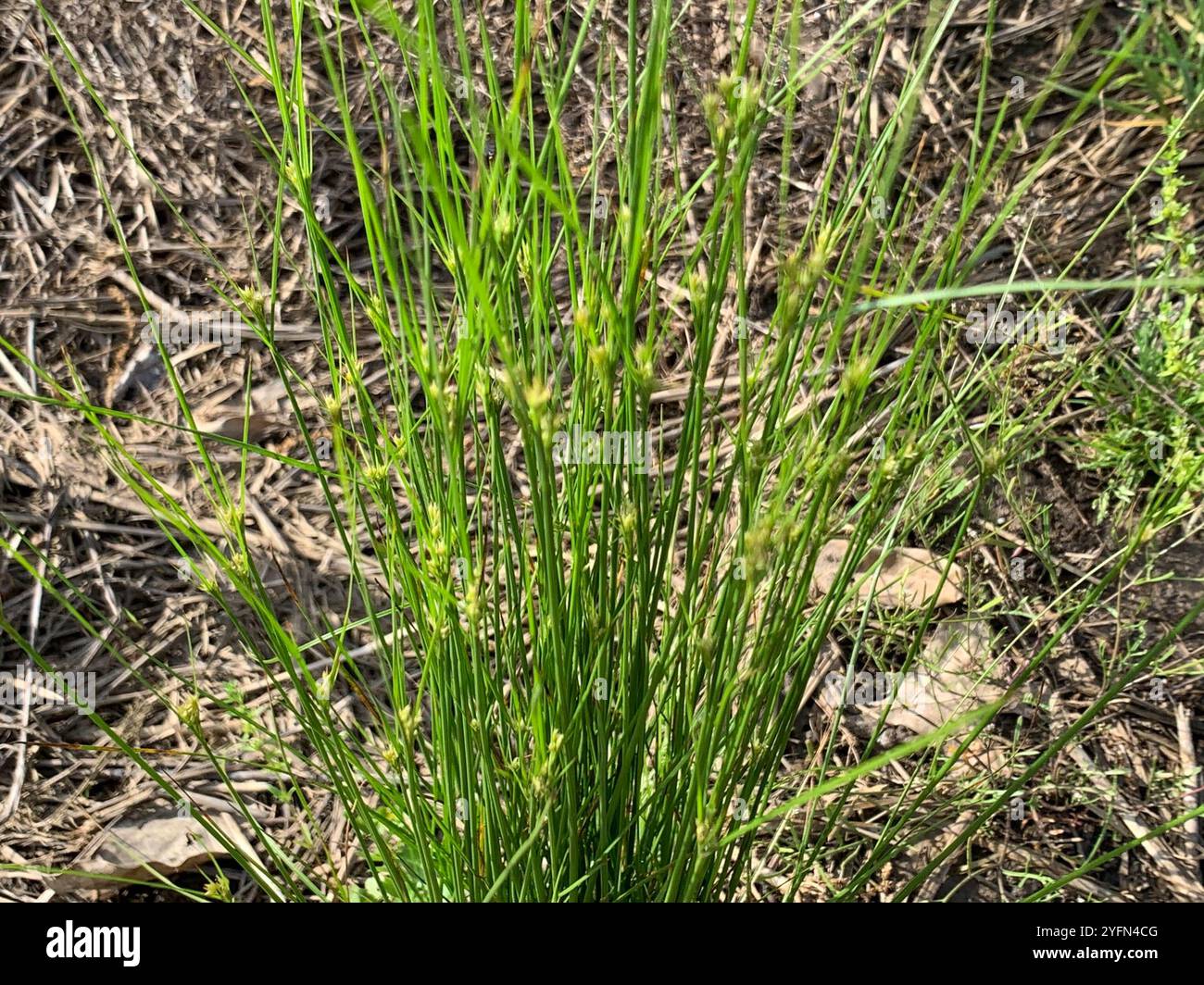 Slender Path Rush (Juncus tenuis Stock Photo - Alamy