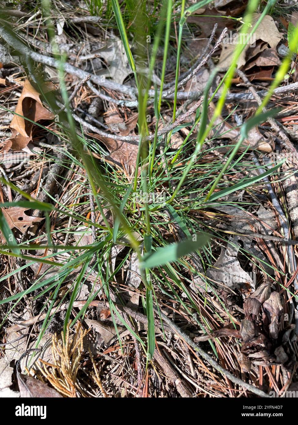Bulbous Bluegrass (Poa bulbosa Stock Photo - Alamy
