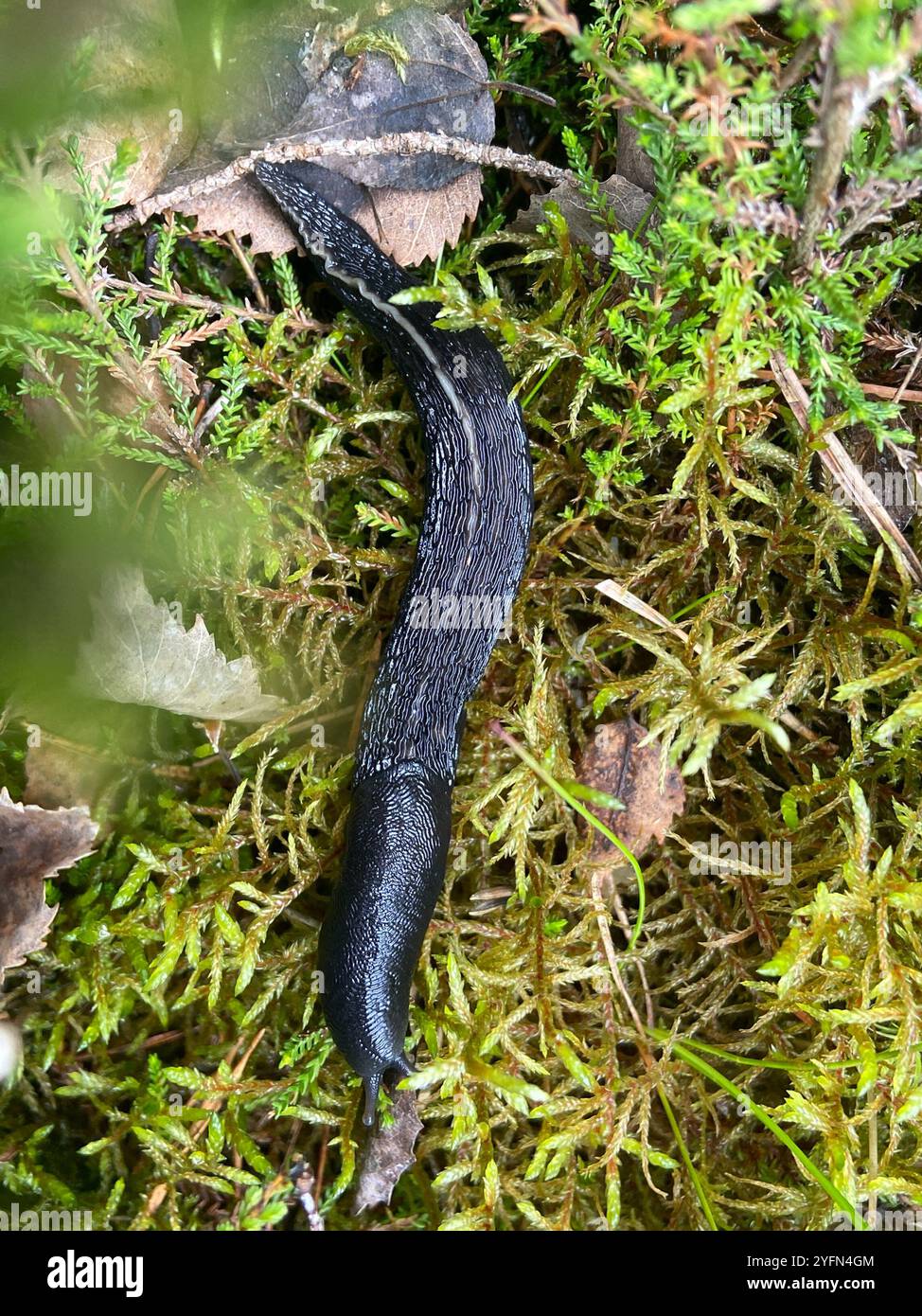 Ash black slug hi-res stock photography and images - Alamy