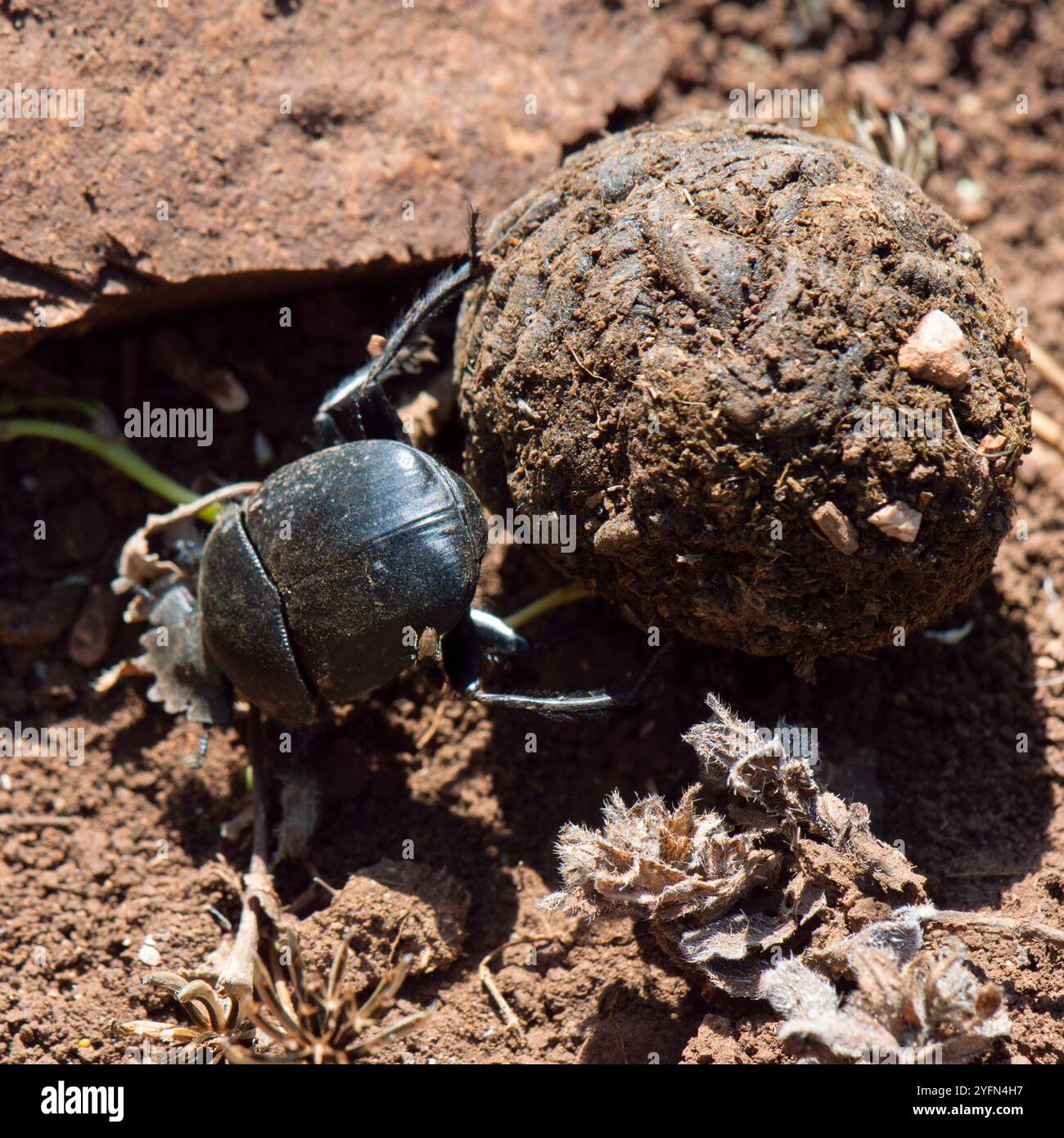 True Dung Beetles (Scarabaeus Stock Photo - Alamy
