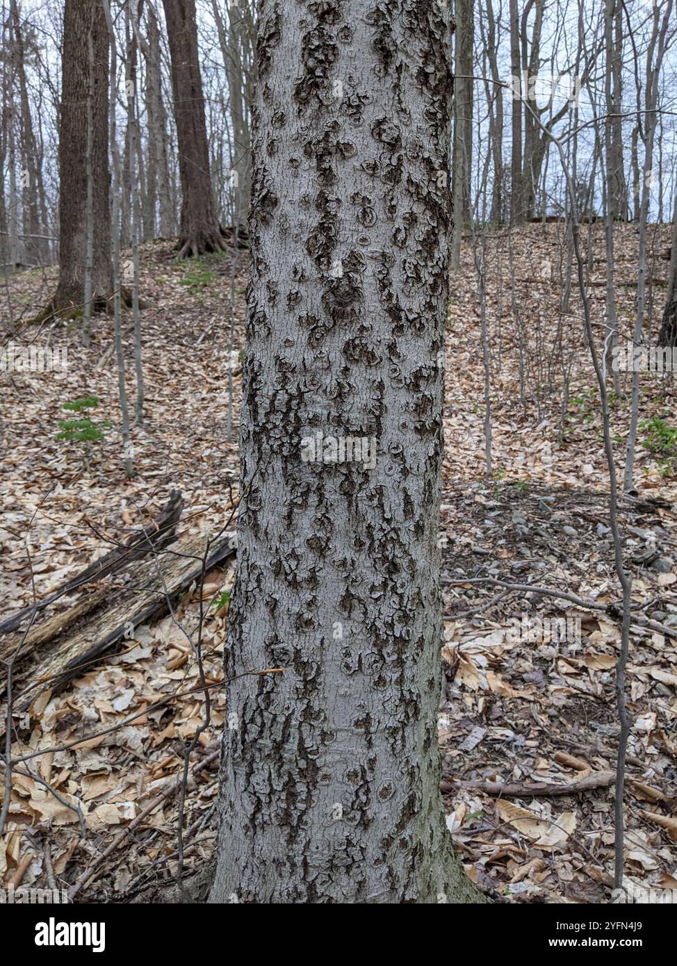 Beech Bark Canker Fungus (Neonectria faginata Stock Photo - Alamy