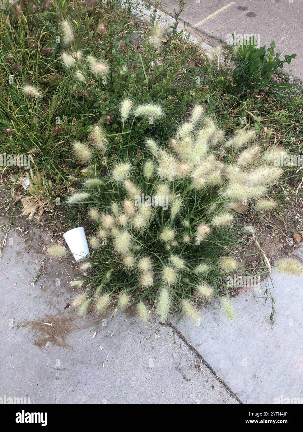 feathertop (Cenchrus longisetus Stock Photo - Alamy