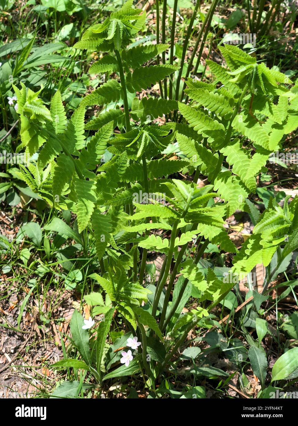 Royal fern family (Osmundaceae Stock Photo - Alamy