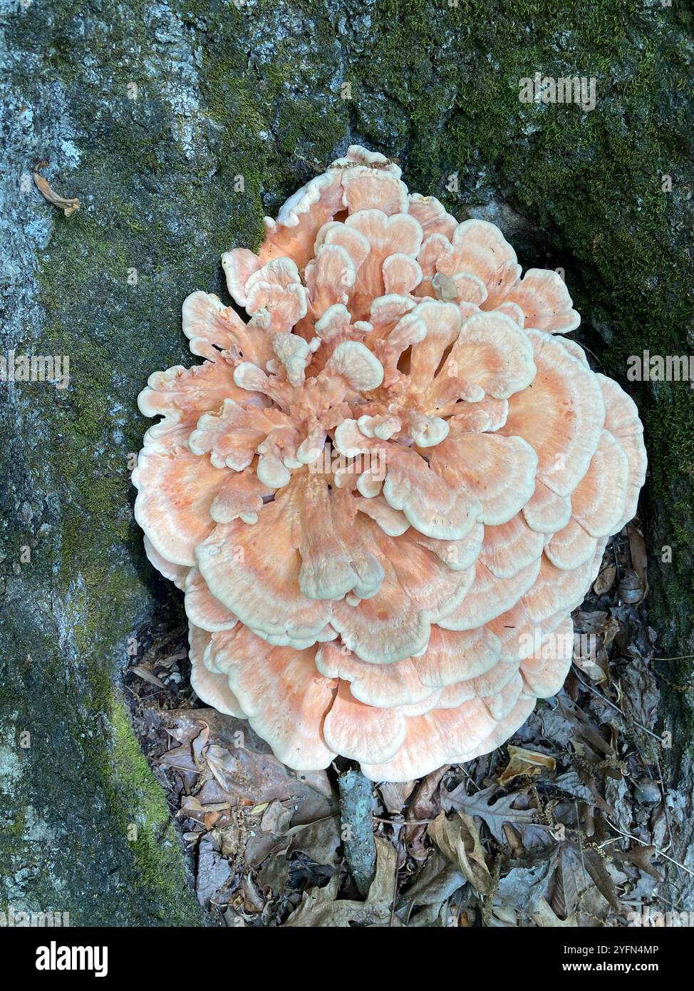 White-pored Chicken of the Woods (Laetiporus cincinnatus Stock Photo ...