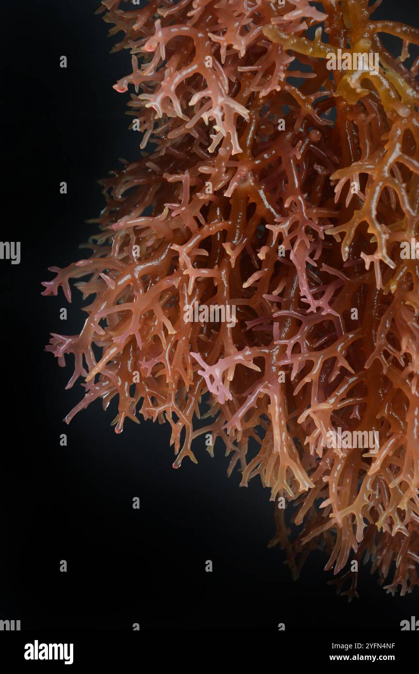 fresh brown seaweed isolated on black background Stock Photo - Alamy