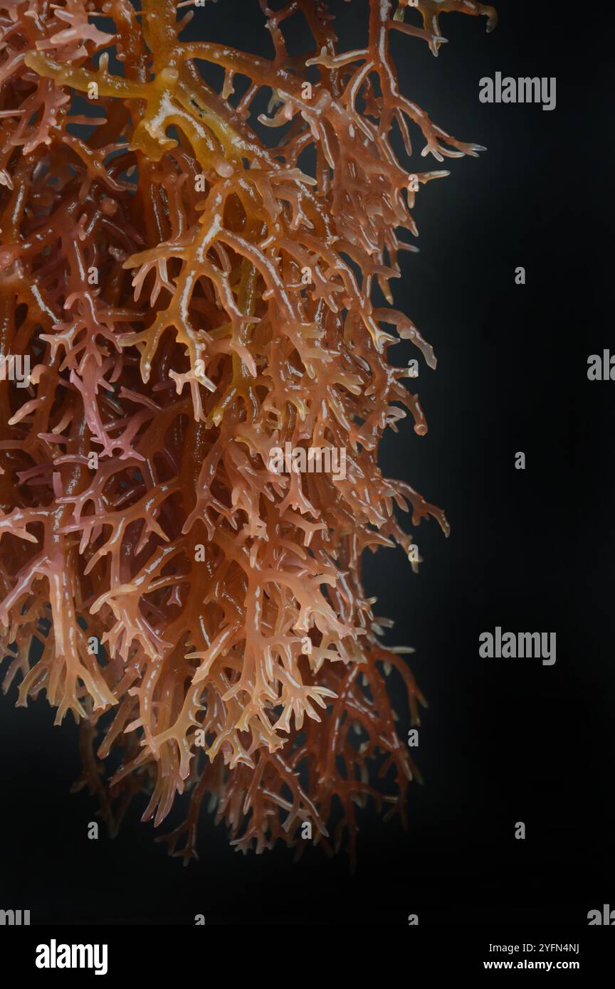 fresh brown seaweed isolated on black background Stock Photo - Alamy