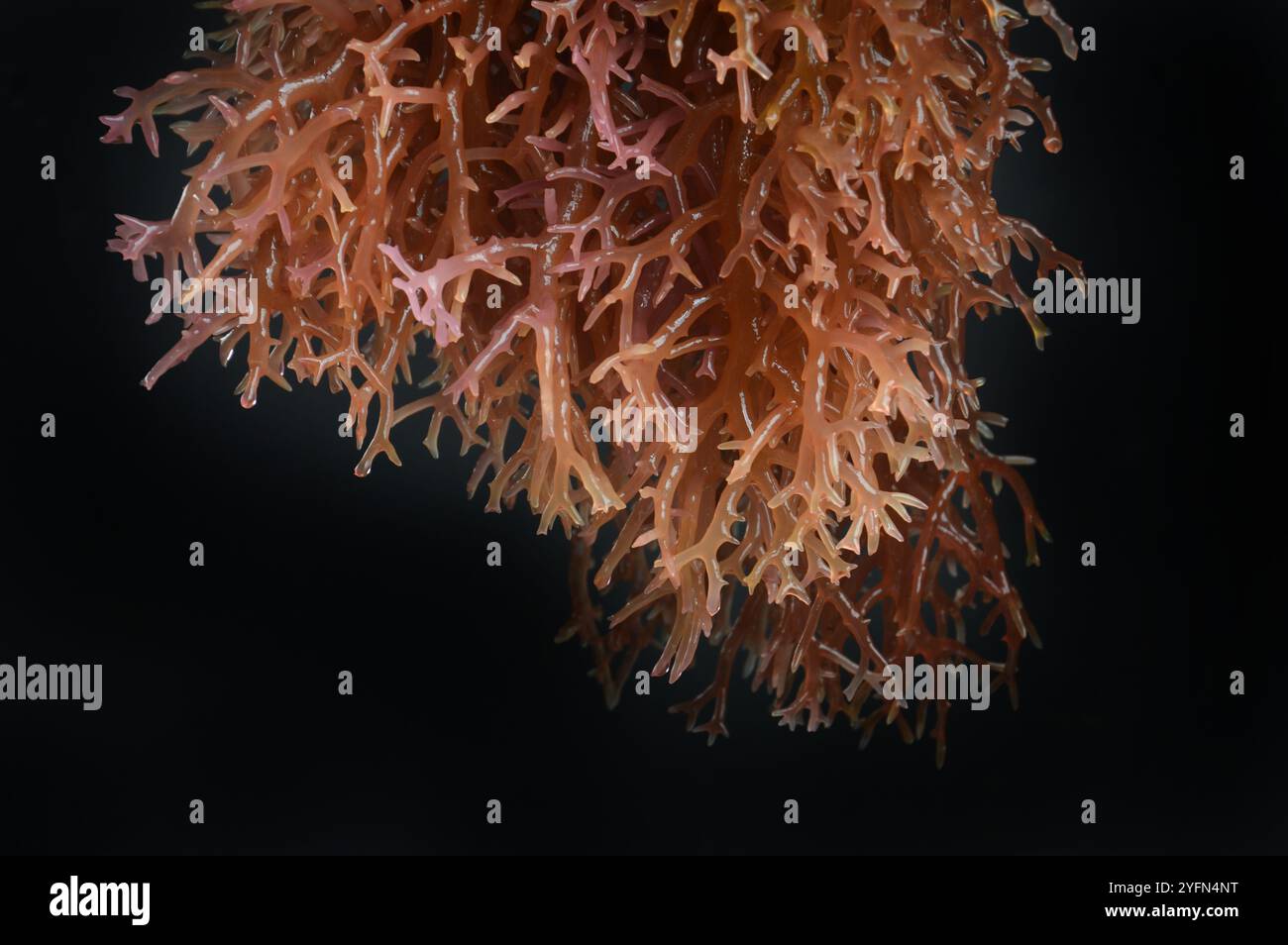 fresh brown seaweed isolated on black background Stock Photo - Alamy