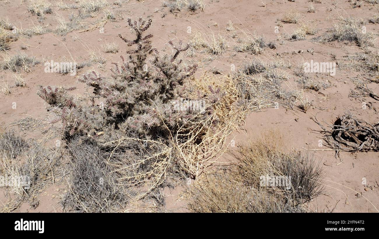 Whipple Cholla (Cylindropuntia whipplei Stock Photo - Alamy