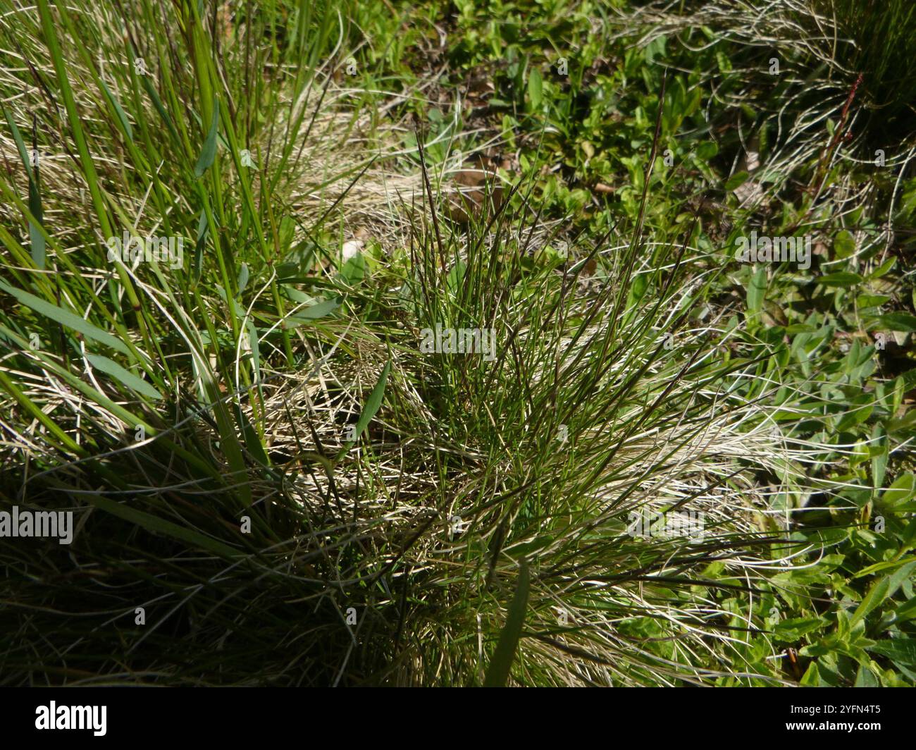 Nardus stricta hi-res stock photography and images - Alamy