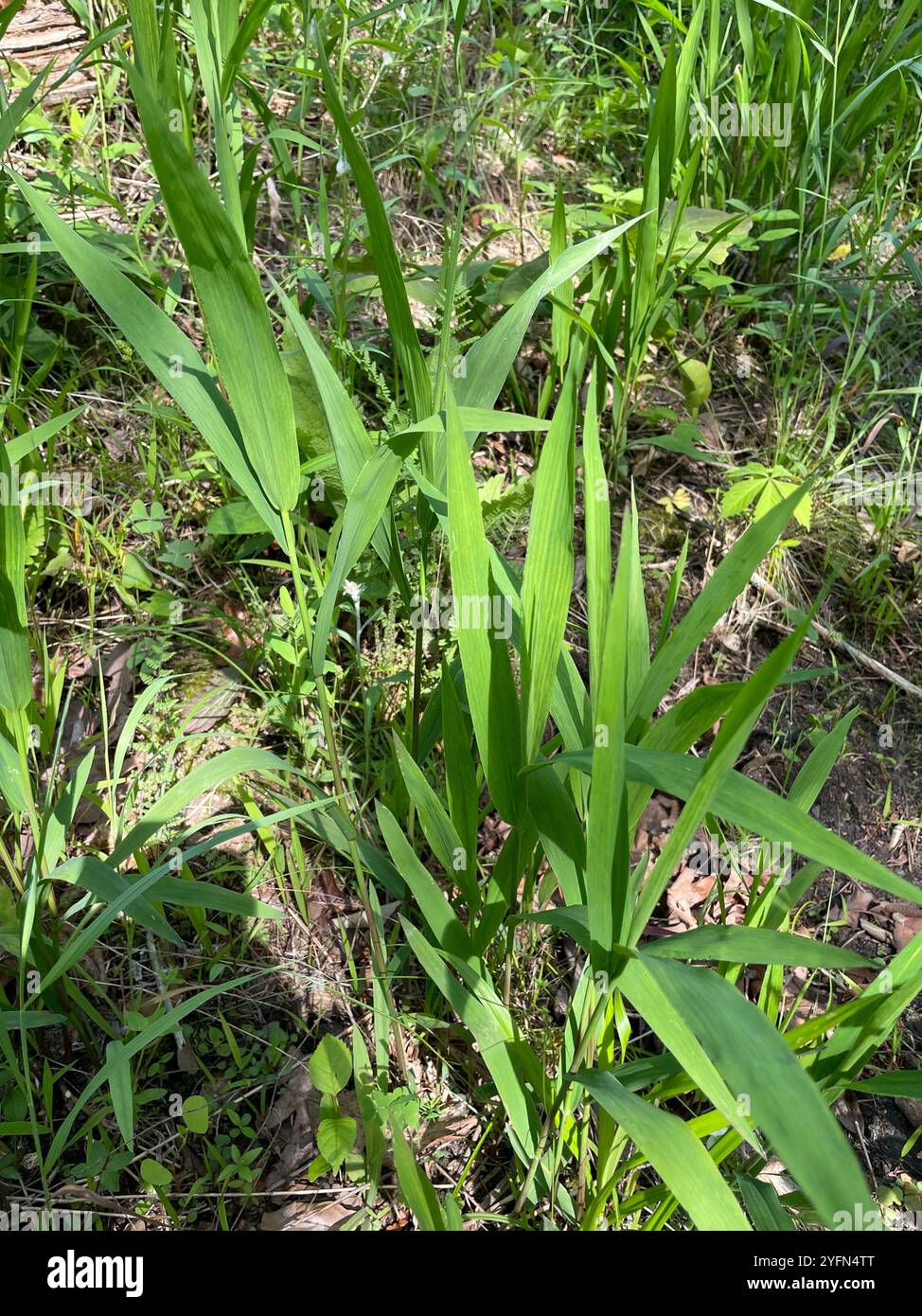 inland wood oats (Chasmanthium latifolium Stock Photo - Alamy