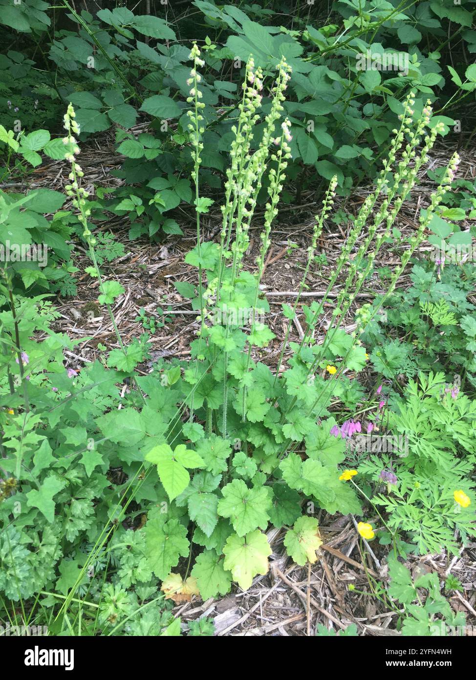 fringe cups (Tellima grandiflora Stock Photo - Alamy