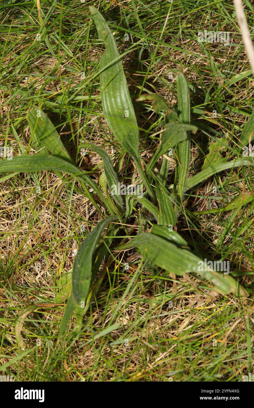 ribwort plantain (Plantago lanceolata Stock Photo - Alamy