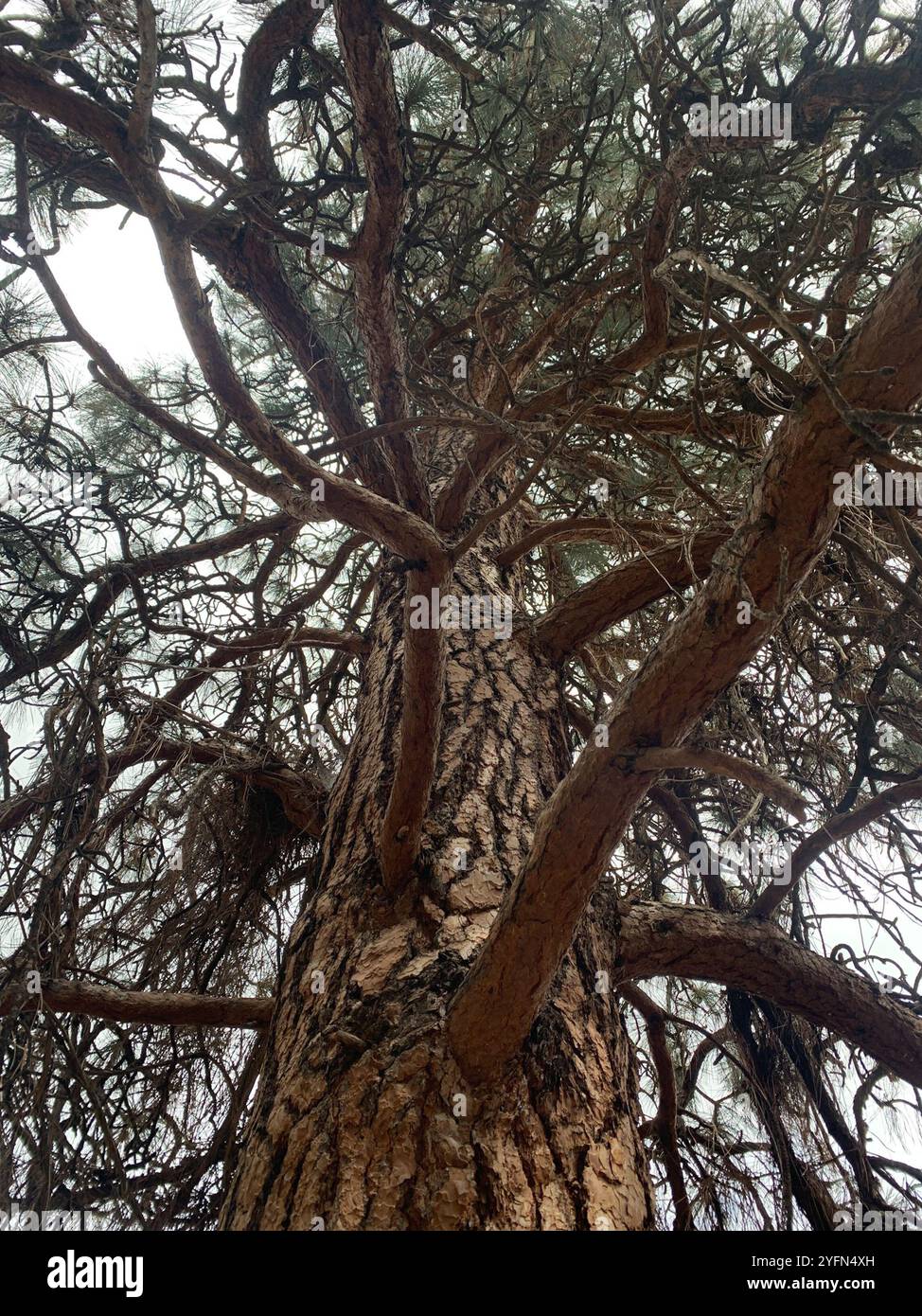 Ponderosa Pine (Pinus ponderosa Stock Photo - Alamy