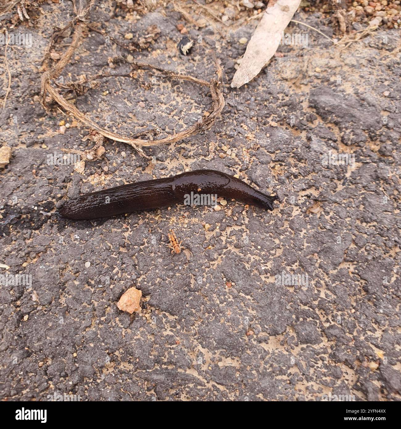 Gagates hi-res stock photography and images - Alamy