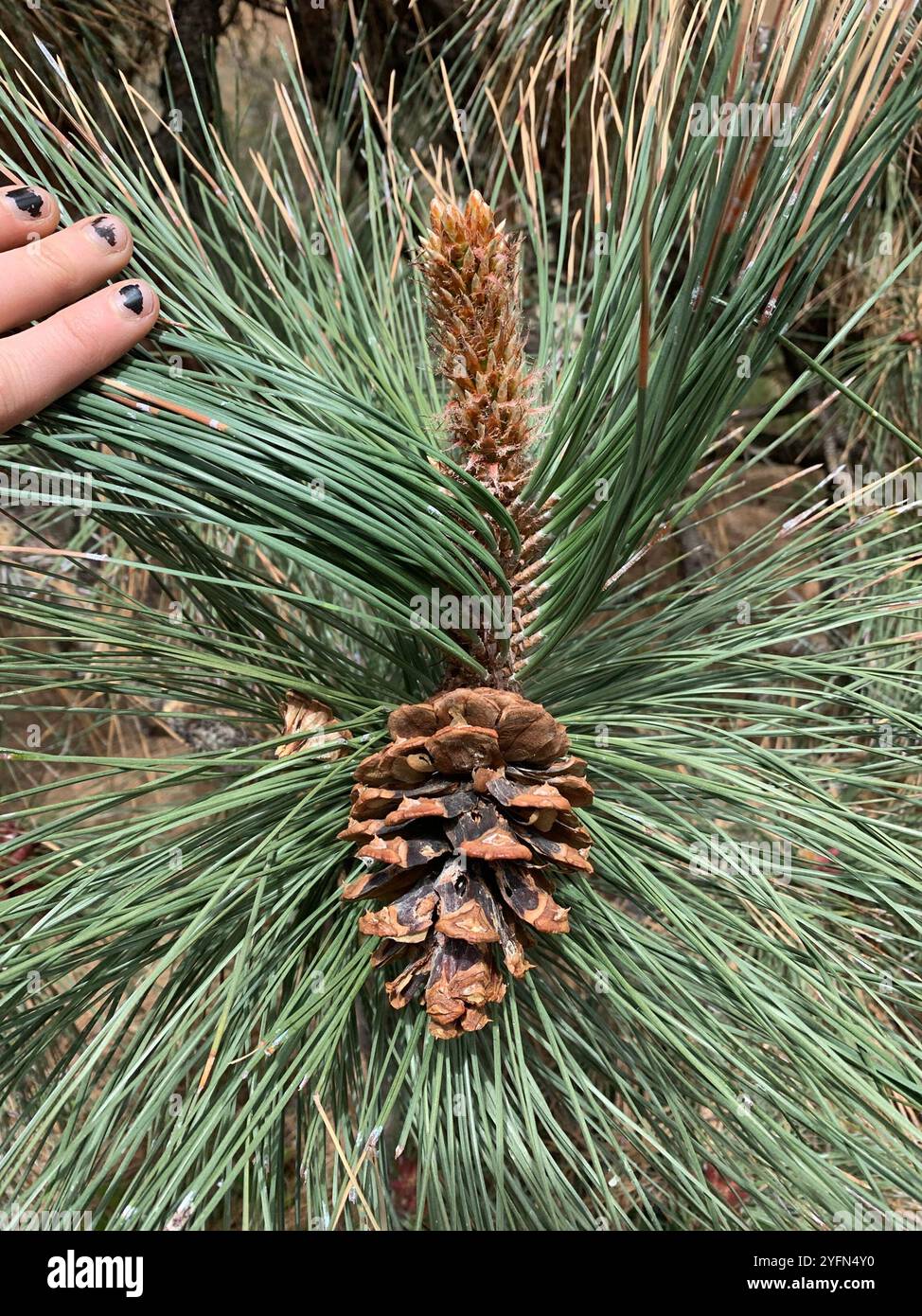 Ponderosa Pine (Pinus ponderosa Stock Photo - Alamy