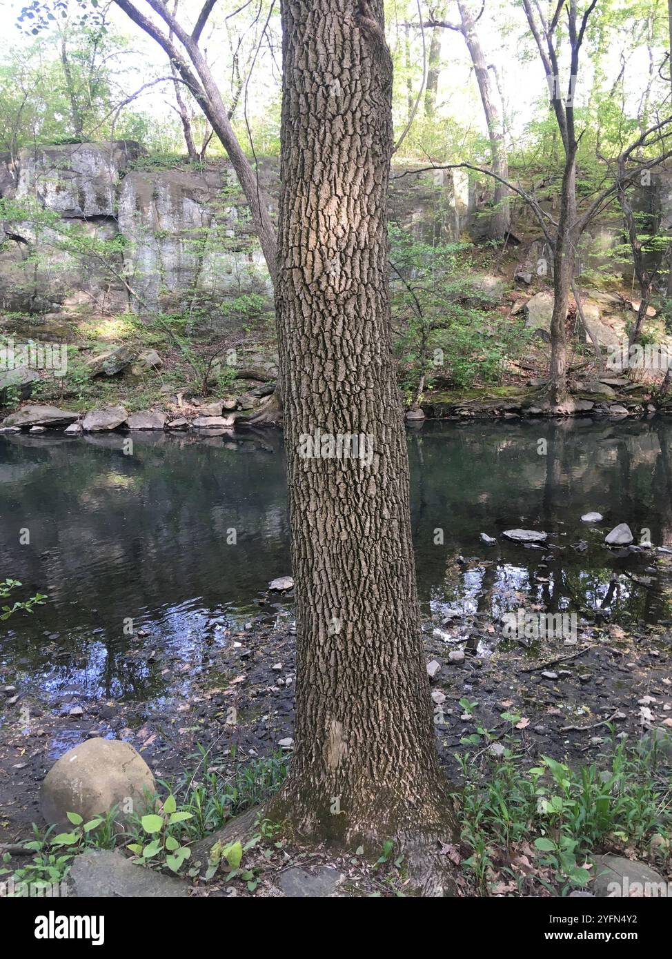 pumpkin ash (Fraxinus profunda Stock Photo - Alamy
