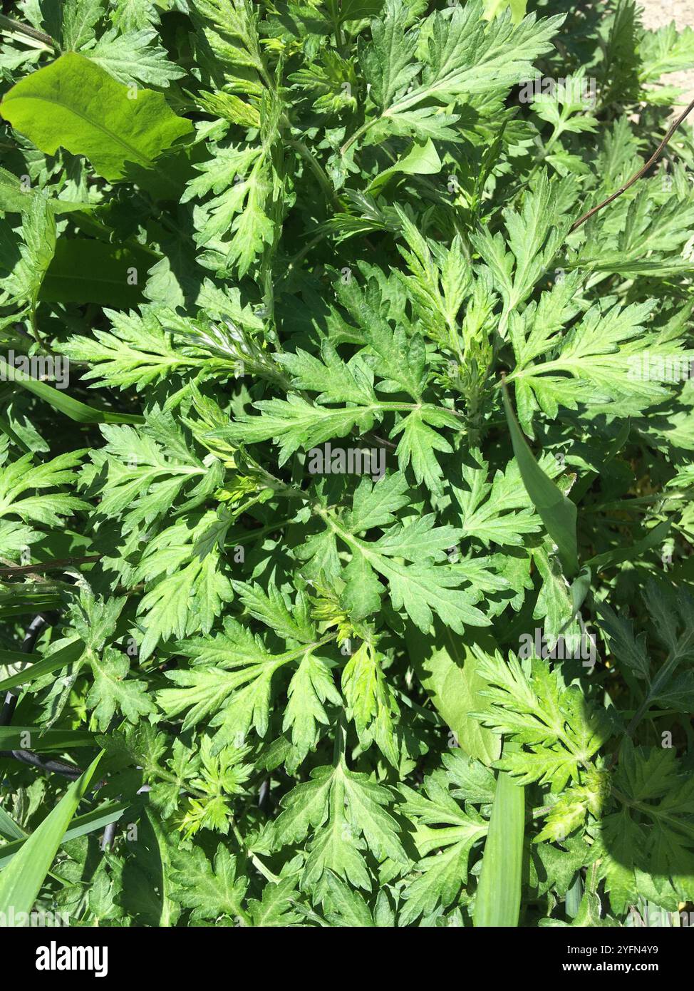 common mugwort (Artemisia vulgaris Stock Photo - Alamy