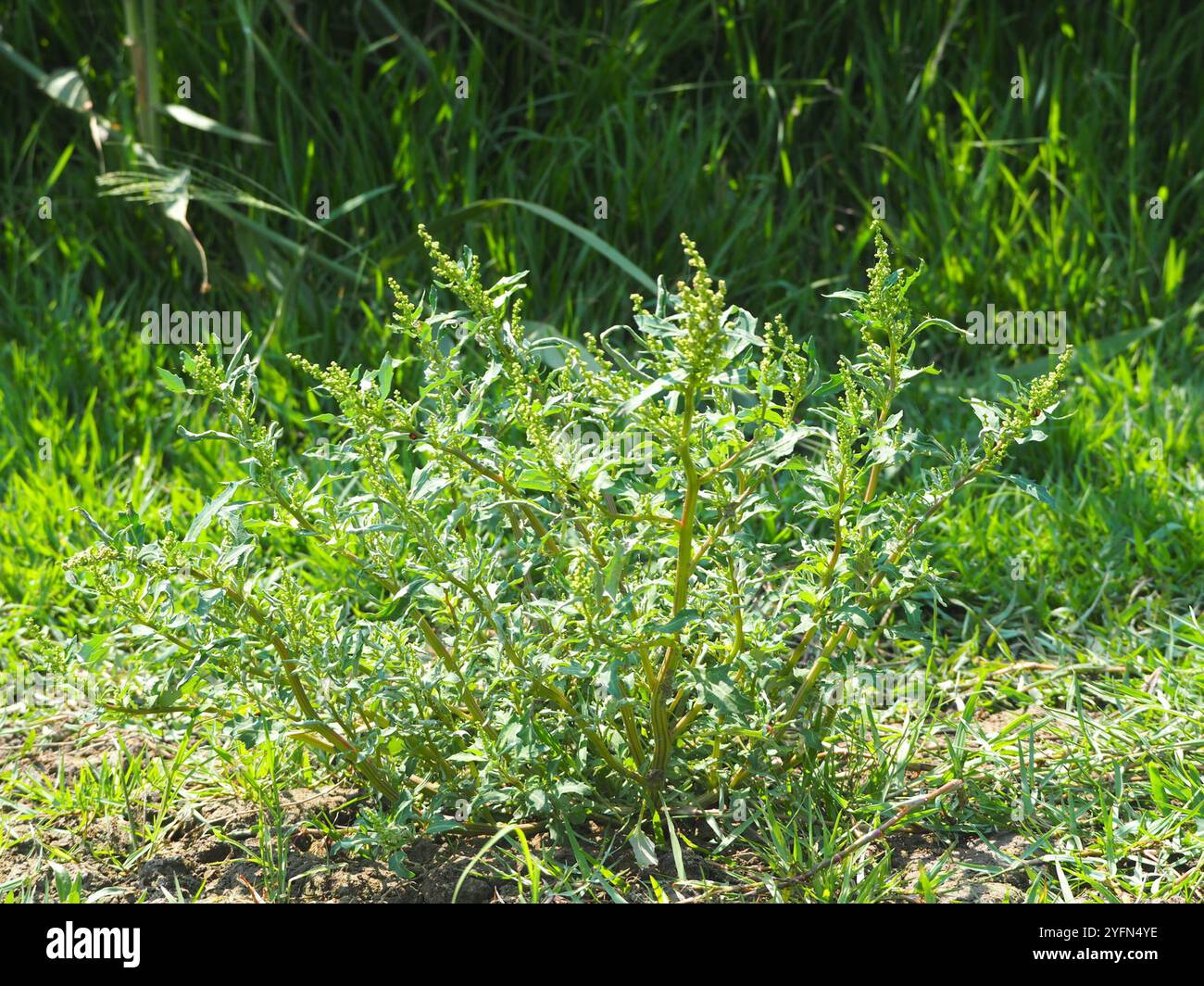 oak-leaved goosefoot (Oxybasis glauca Stock Photo - Alamy