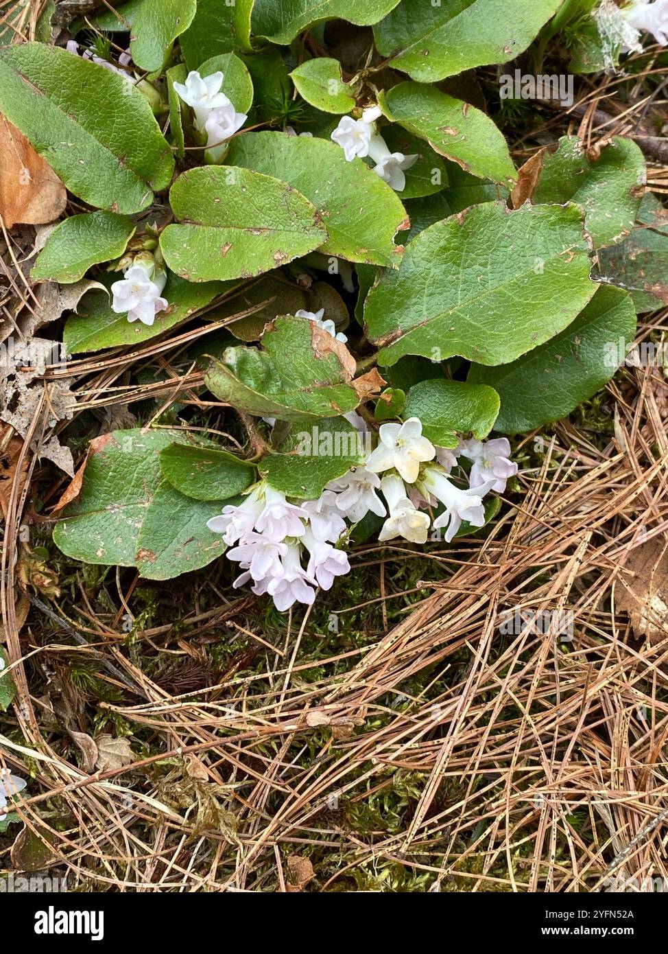 trailing arbutus (Epigaea repens Stock Photo - Alamy