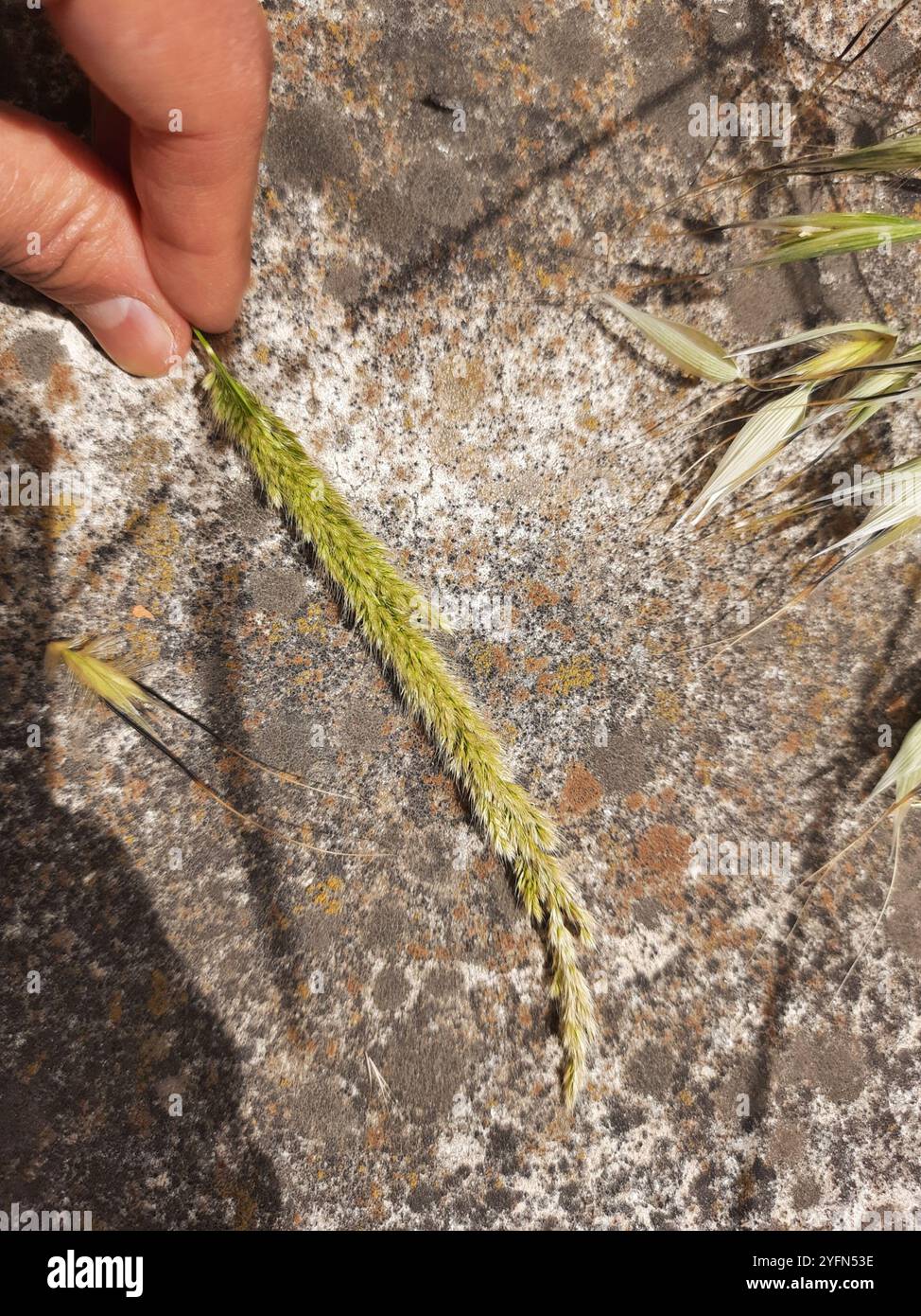 Rabbitfoot grass hi-res stock photography and images - Alamy