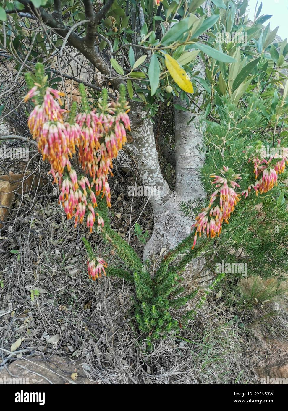 Red Heath (Erica coccinea Stock Photo - Alamy