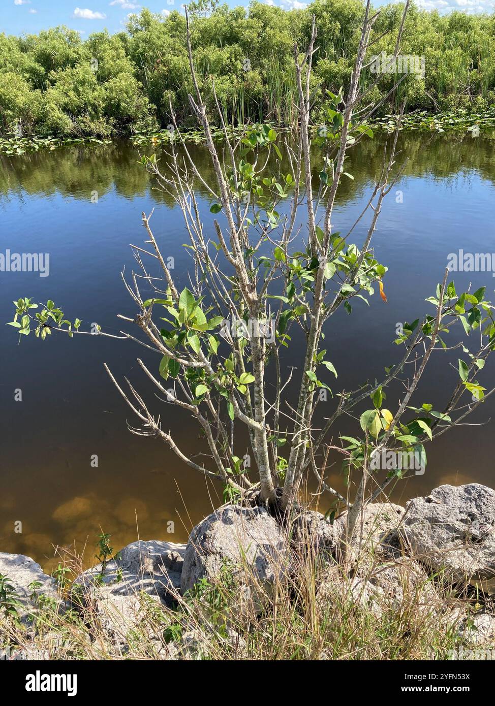 Pond Apple (Annona glabra Stock Photo - Alamy