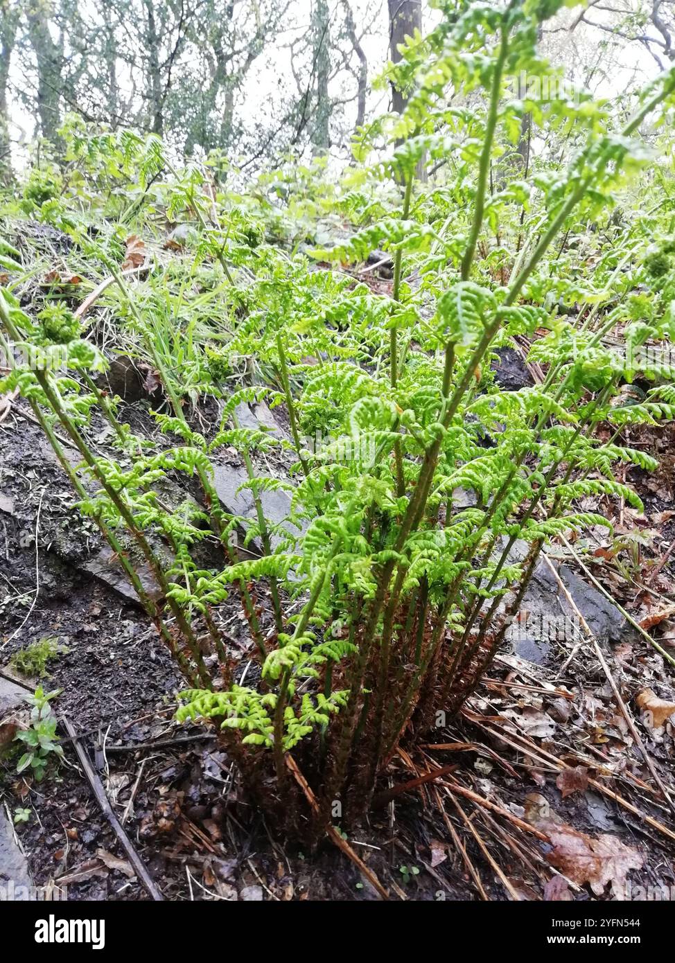 broad buckler-fern (Dryopteris dilatata Stock Photo - Alamy