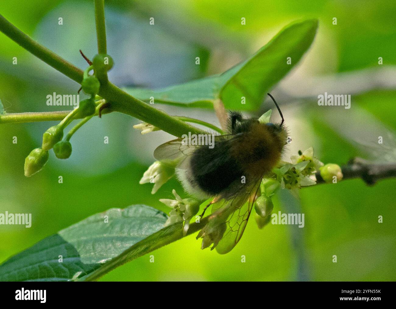 Tree Bumble Bee (Bombus hypnorum Stock Photo - Alamy