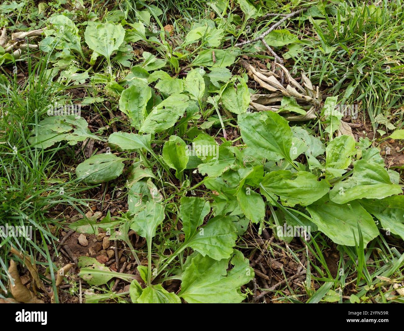 American plantain (Plantago rugelii Stock Photo - Alamy