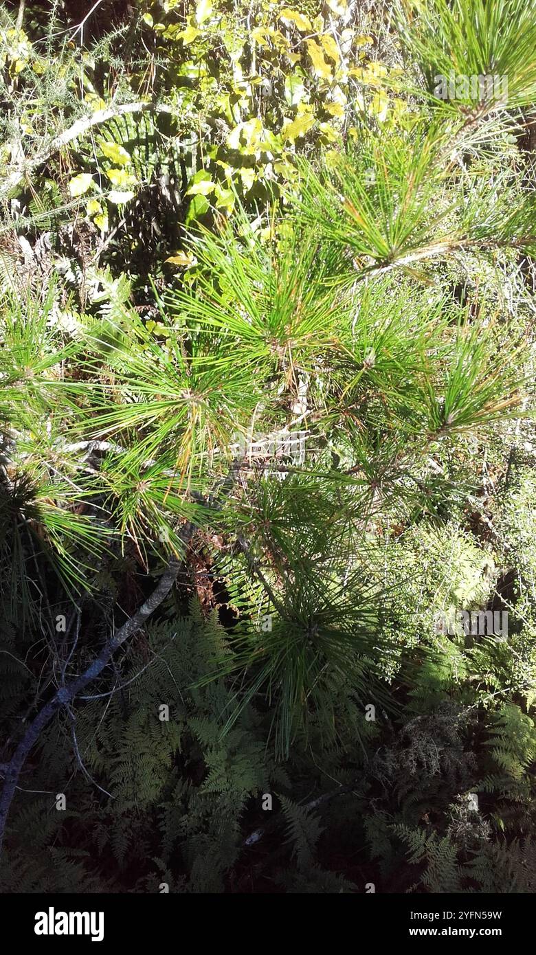 Monterey pine (Pinus radiata Stock Photo - Alamy