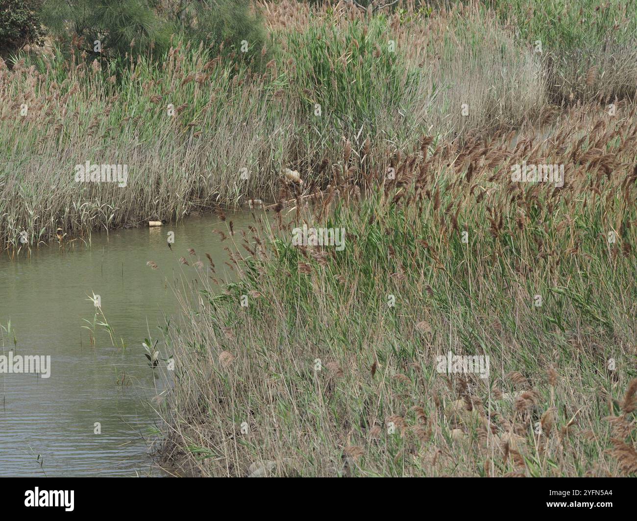 common reed (Phragmites australis Stock Photo - Alamy