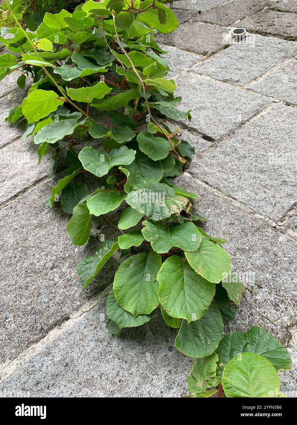 Chinese gooseberry (Actinidia chinensis Stock Photo - Alamy