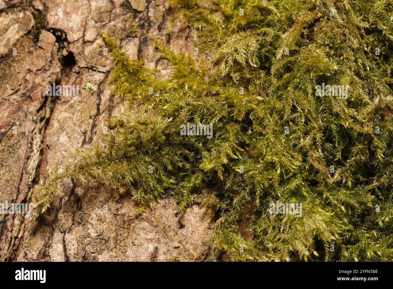 Common Feather-moss (Kindbergia praelonga Stock Photo - Alamy