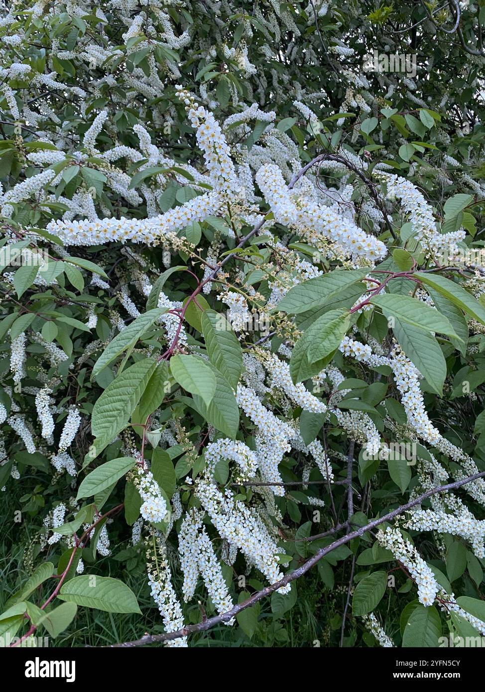 bird cherry (Prunus padus Stock Photo - Alamy