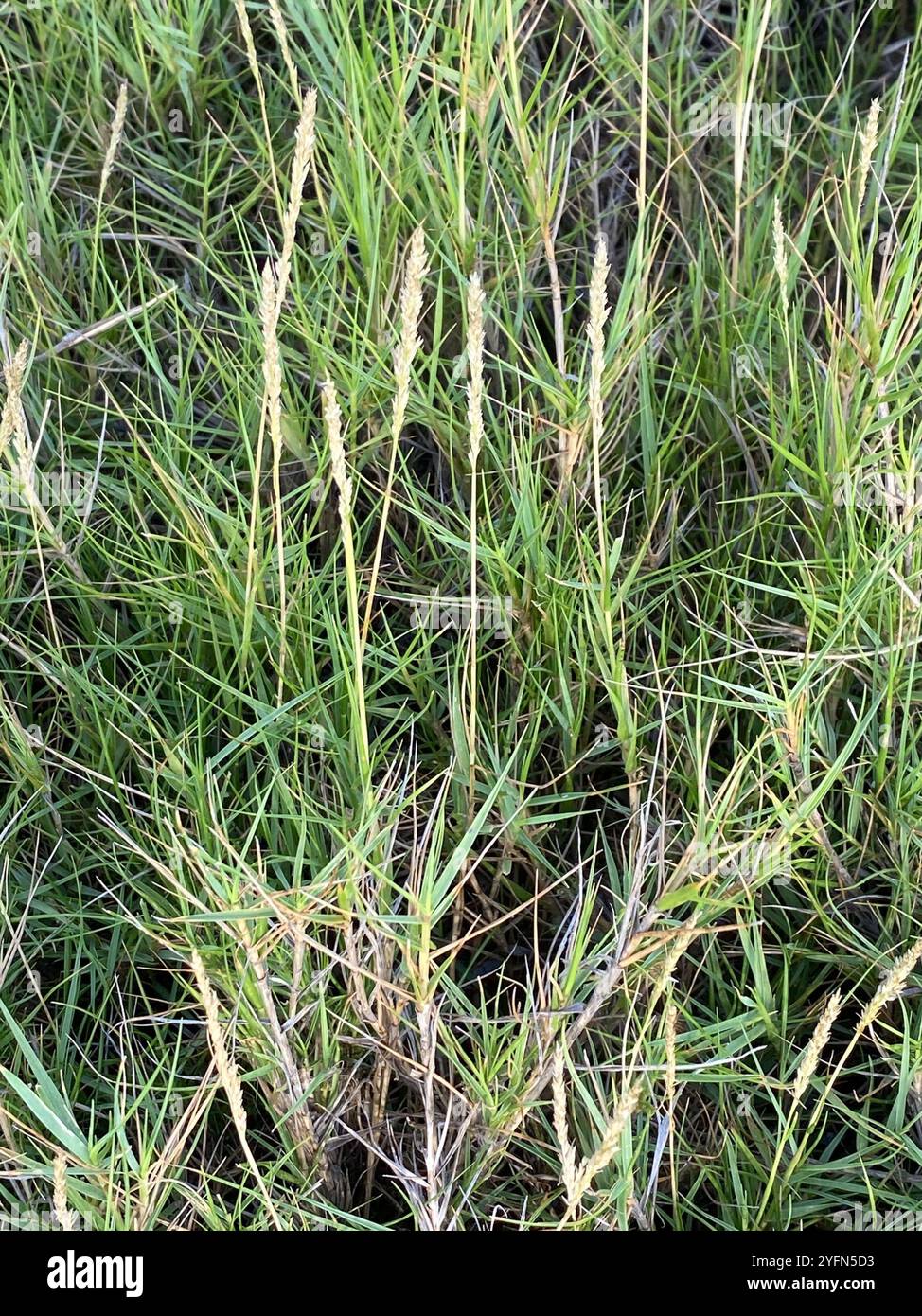 seashore dropseed (Sporobolus virginicus Stock Photo - Alamy