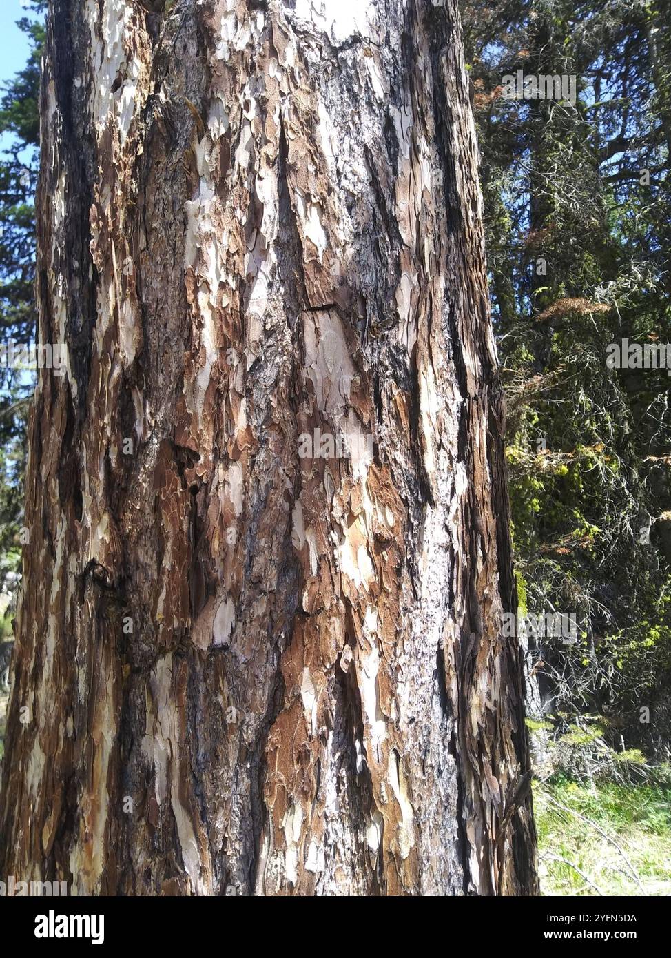 western larch (Larix occidentalis Stock Photo - Alamy