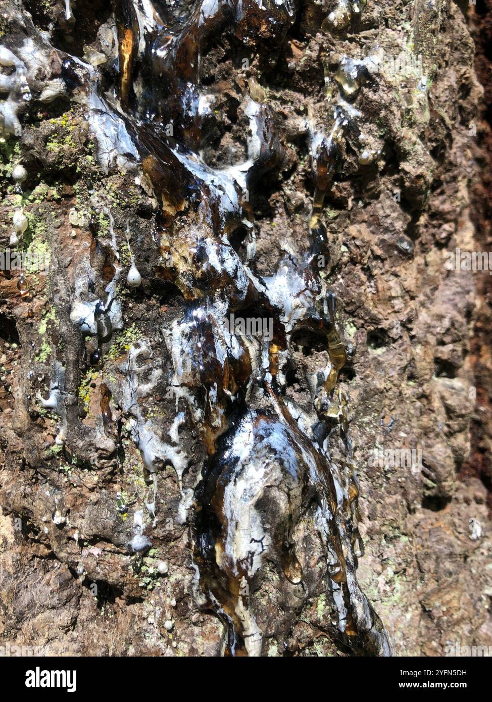 Brittle Cinder (Kretzschmaria deusta Stock Photo - Alamy